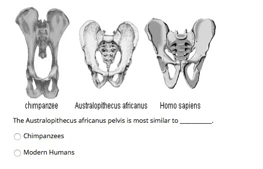 Solved chimpanzee Australopithecus africanus Homo sapiens | Chegg.com