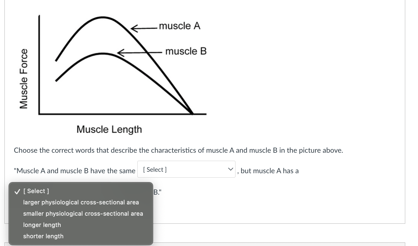 Solved Muscle Length Choose the correct words that describe | Chegg.com
