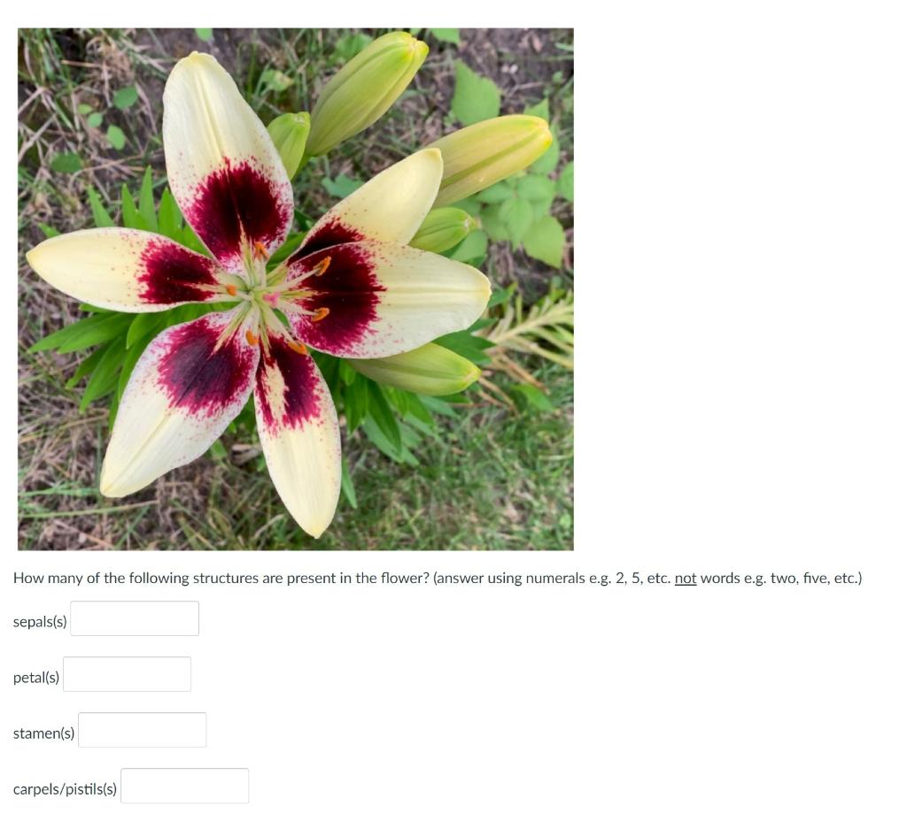 Solved How many of the following structures are present in | Chegg.com