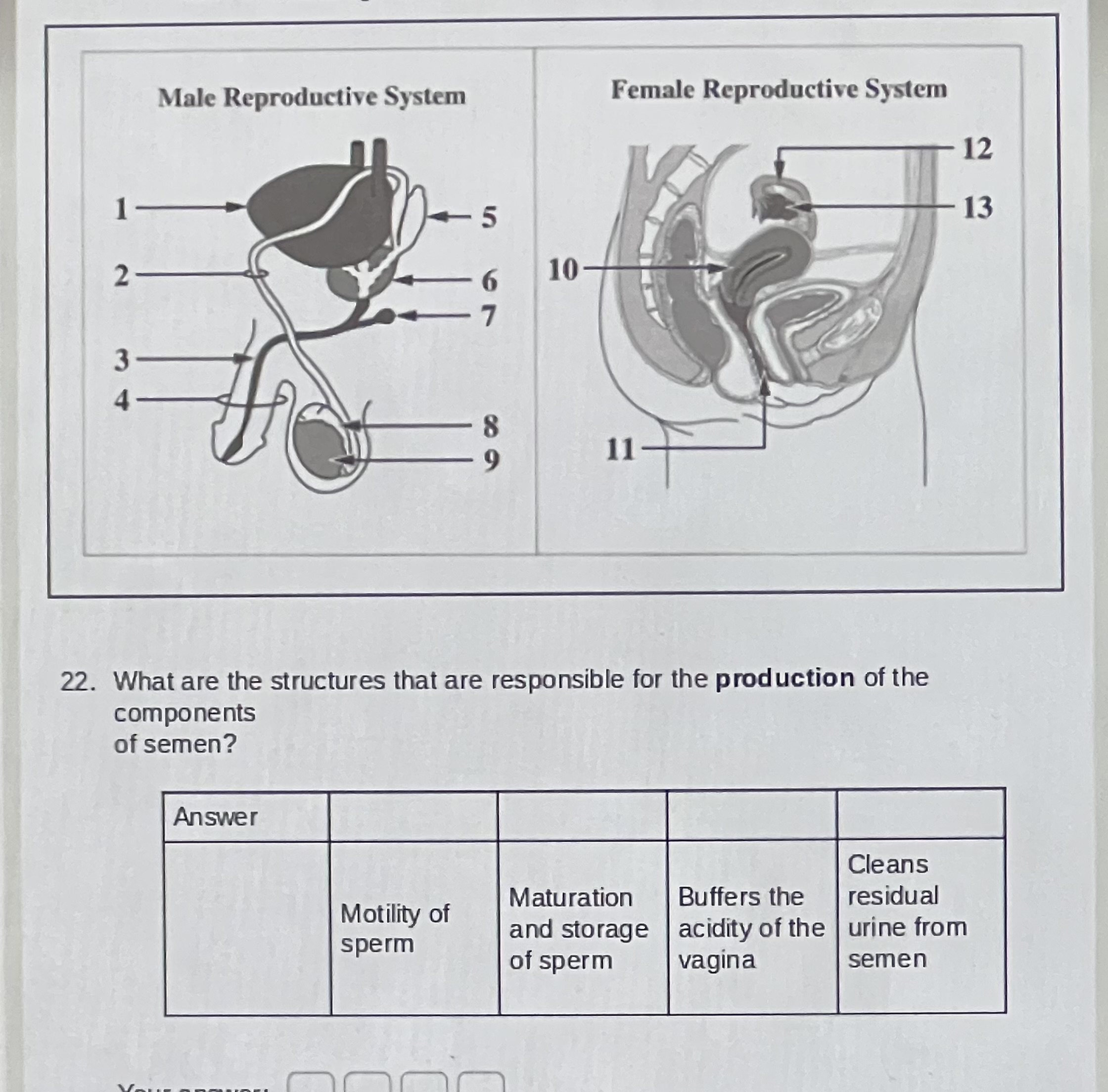 solved-male-reproductive-system-22-what-are-the-structures-chegg