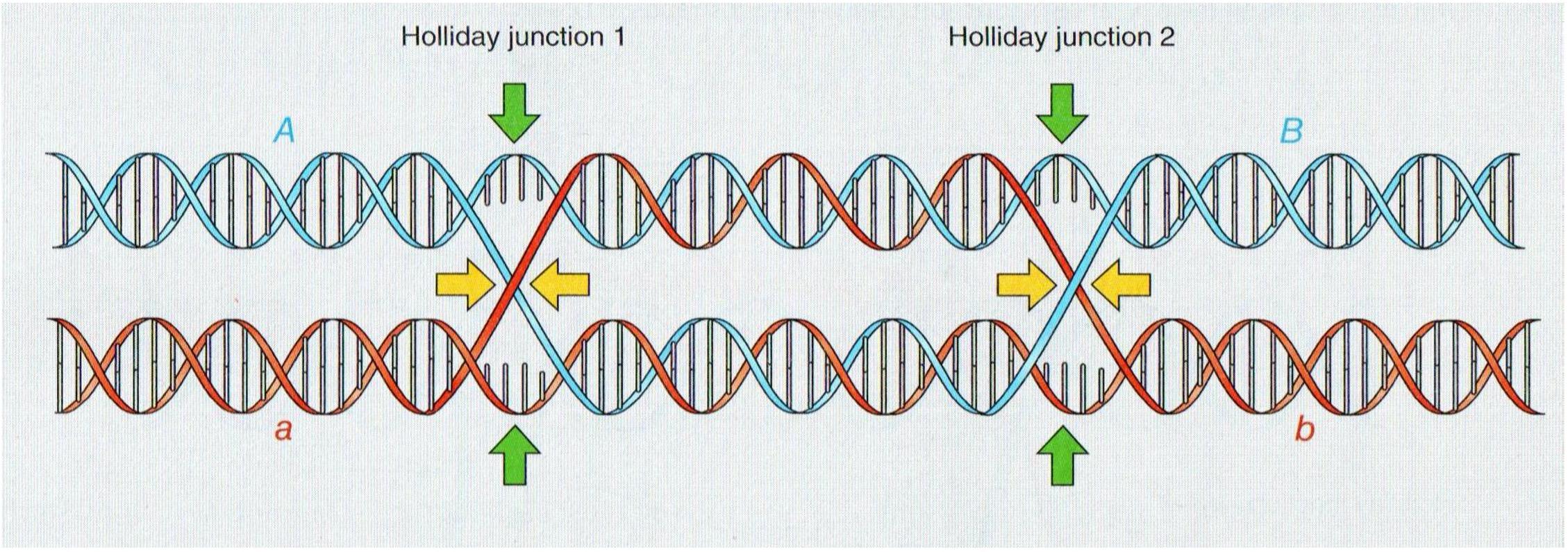 Solved 5. Holliday junctions a. Cut the DNA at the 2 sets | Chegg.com