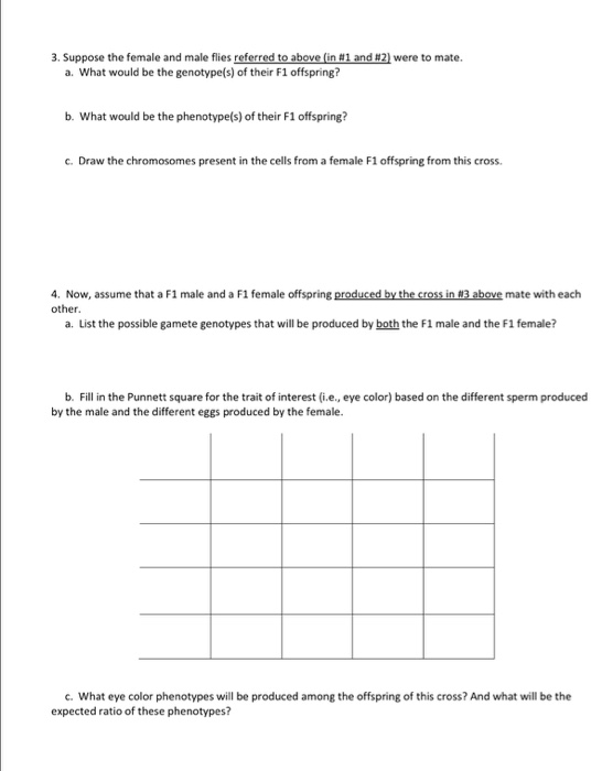 Solved Drosophila Genetics predictions exercise-L113 (25 | Chegg.com