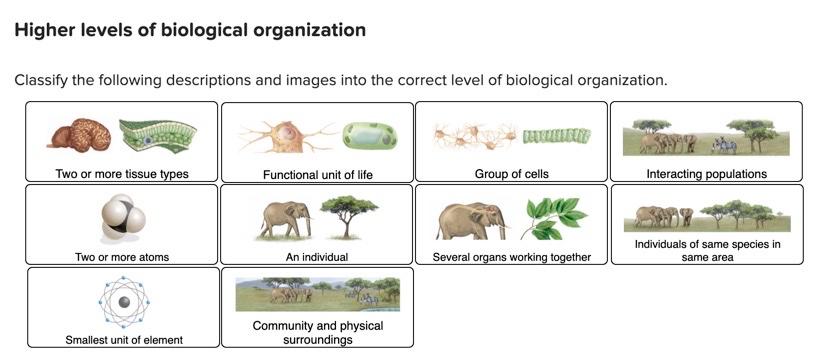 Solved Higher levels of biological organization Classify the | Chegg.com