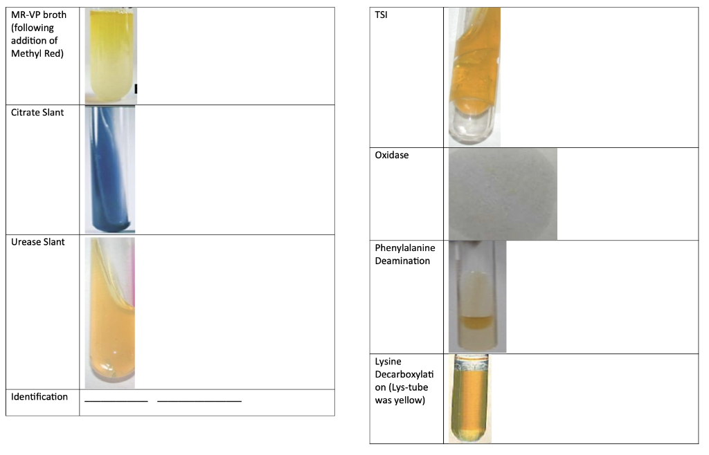 1. A copy of the dichotomous key used in the | Chegg.com