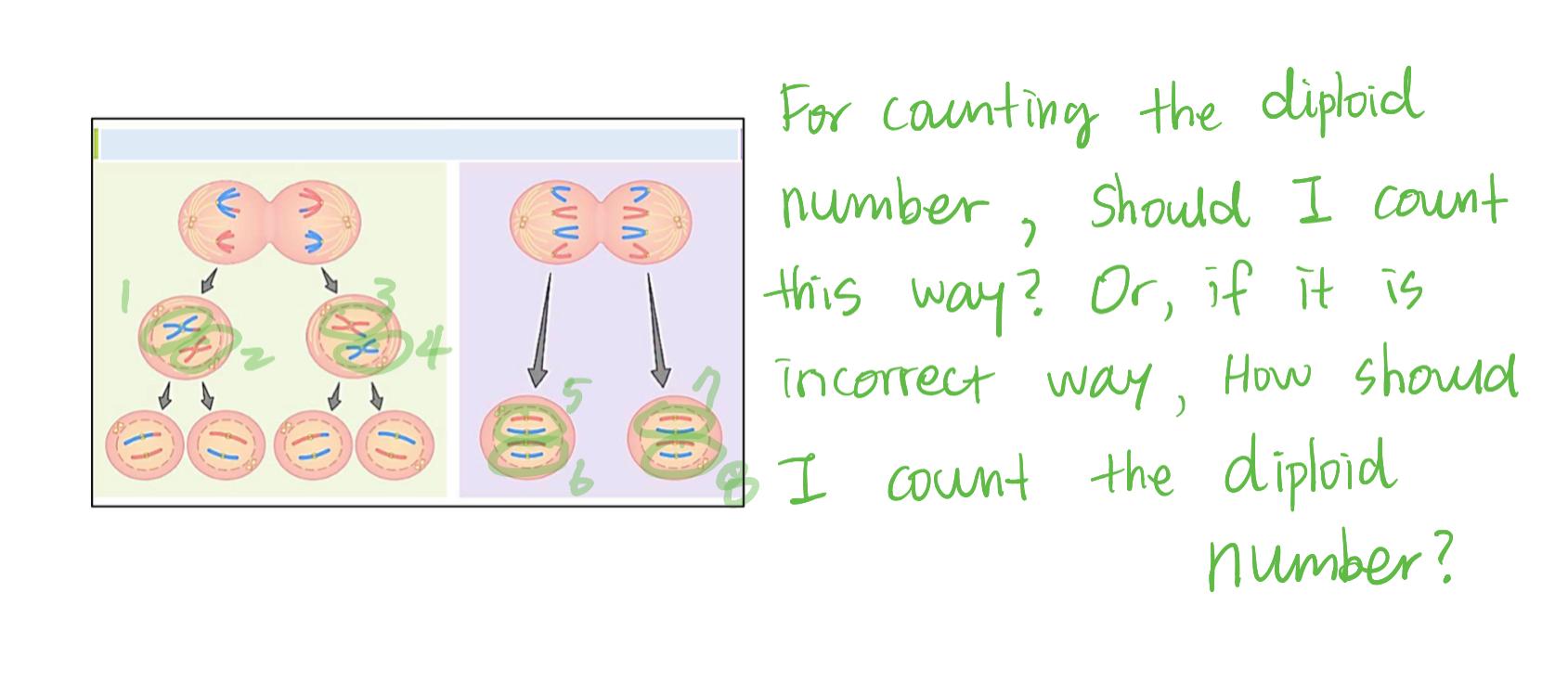 Solved What is the diploid number for the cells depicted in | Chegg.com