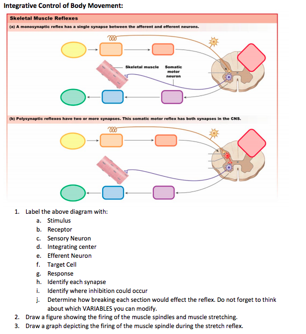 Solved Integrative Control of Body Movement: Skeletal Muscle | Chegg.com