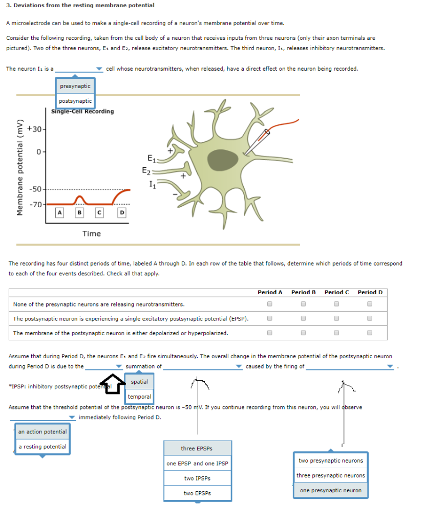 Resting Potential Neuron