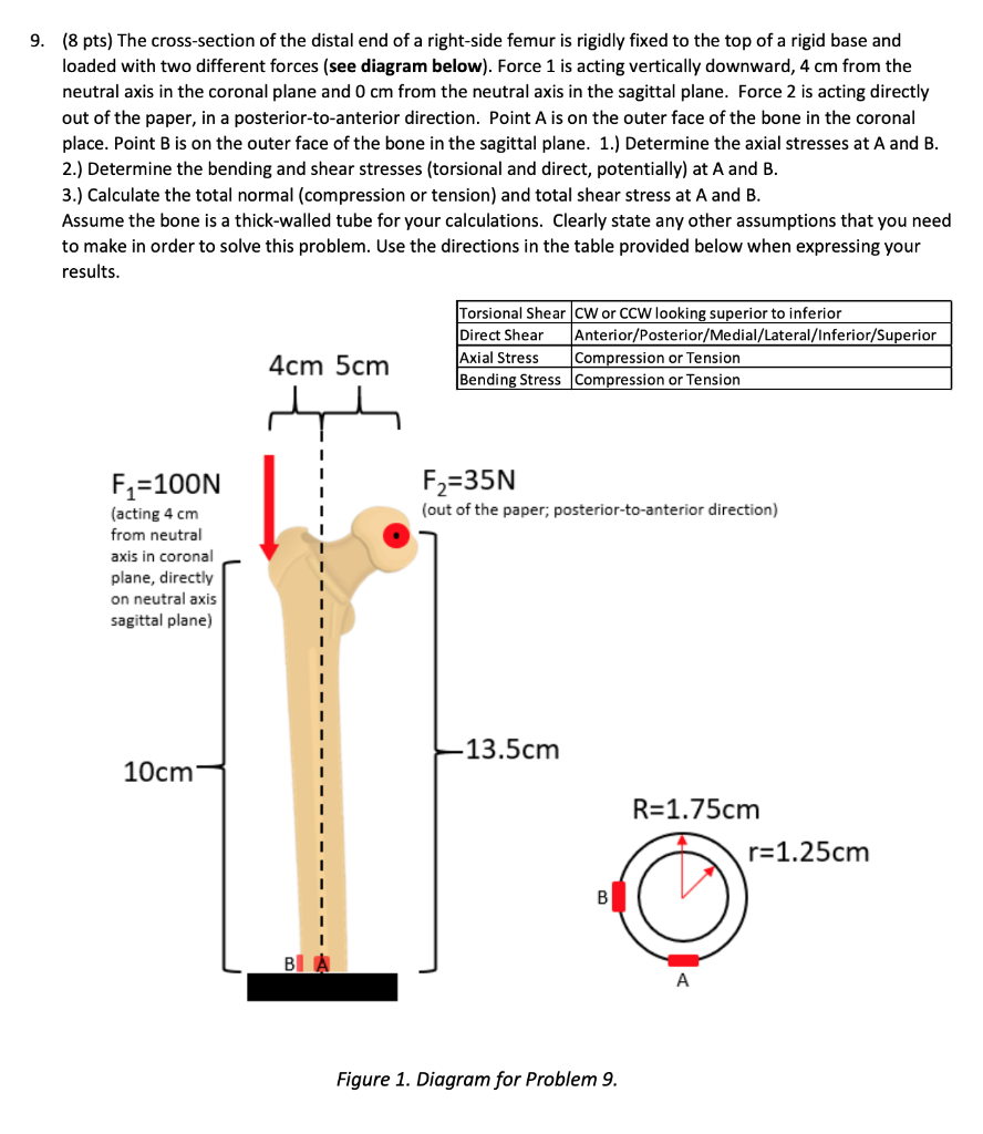 (8 pts) The cross-section of the distal end of a | Chegg.com