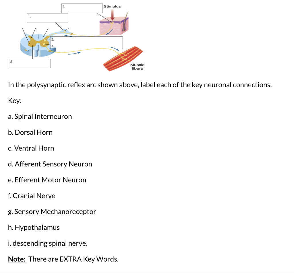 Solved Stimulus Muscle fibers In the polysynaptic reflex arc | Chegg.com