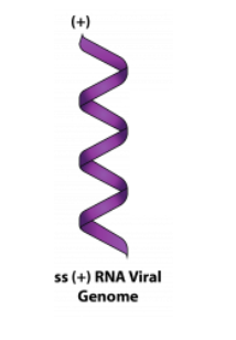 Solved Starting with the viral genome, demonstrate how each | Chegg.com