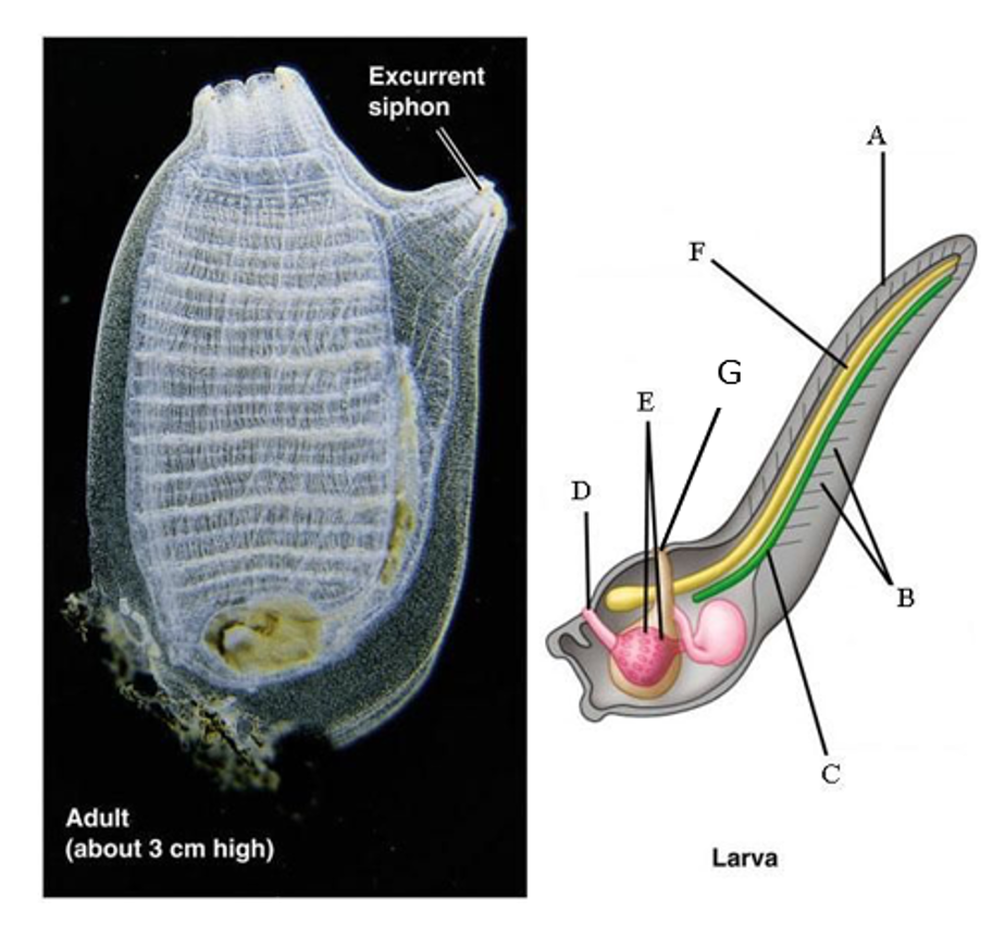 Solved Question 1: The following is a picture of a larval | Chegg.com
