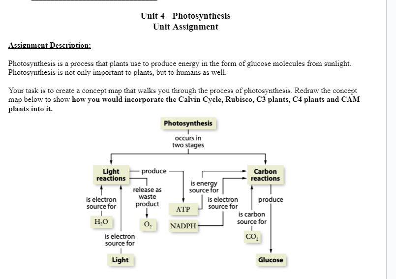 Solved Assignment Description: Photosynthesis is a process | Chegg.com