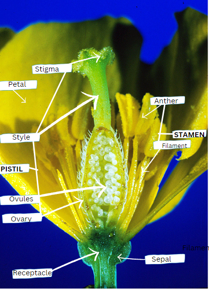 Solved Petal PISTIL Ovale Ovary Ovules Receptacle | Chegg.com