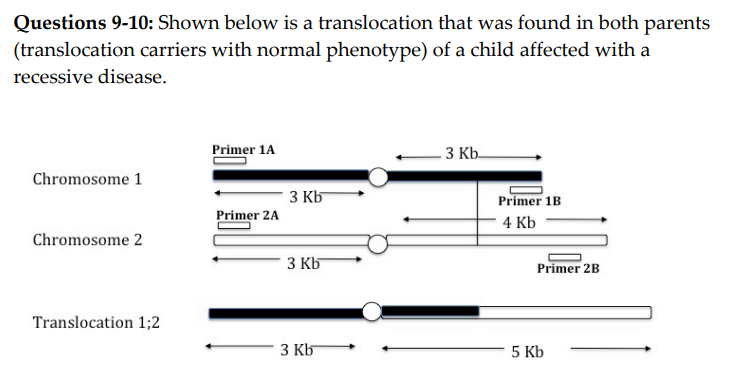 Solved Questions 9-10: Shown below is a translocation that | Chegg.com