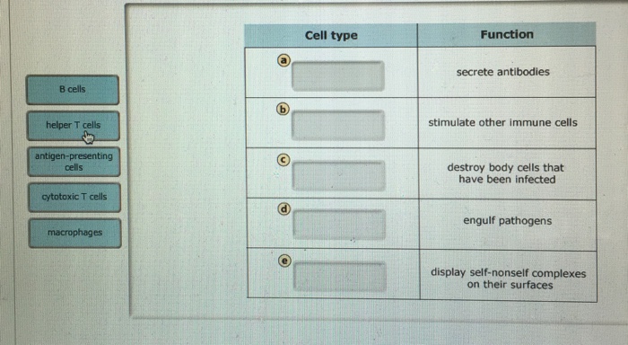 Solved B cells helper T cells antigen-presenting cells | Chegg.com