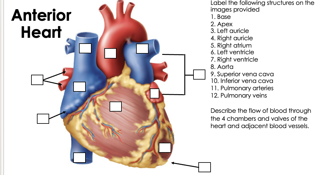 Solved - Label the following structures on the images | Chegg.com