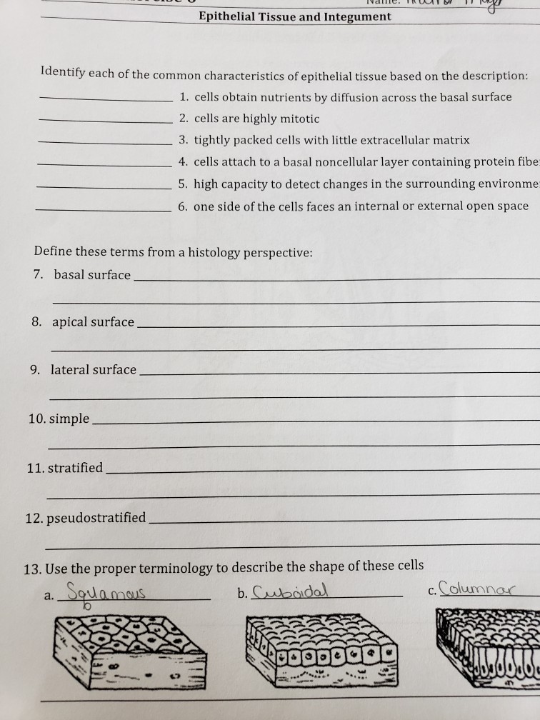 Solved Epithelial Tissue and Integument Identify each of the | Chegg.com