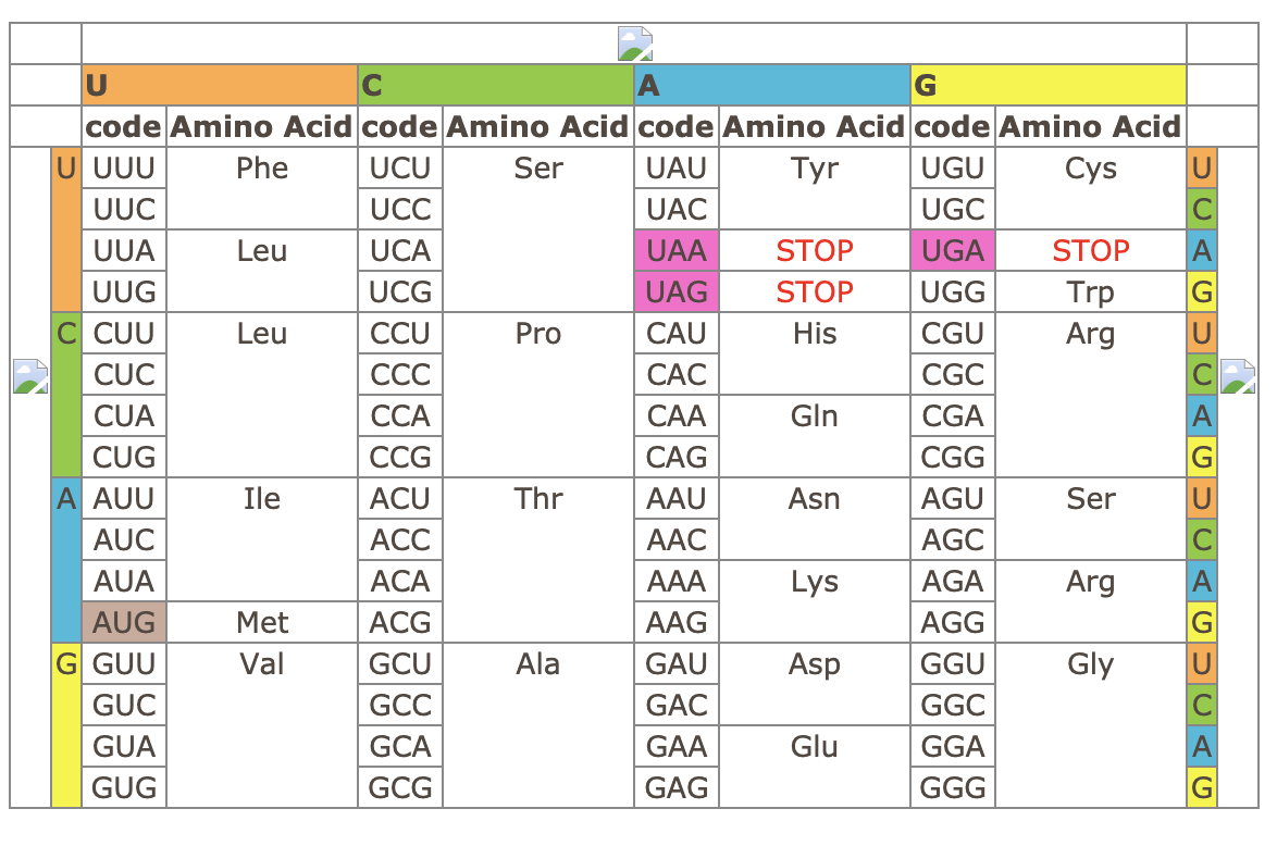 Amino Acid Nucleotide Table | Cabinets Matttroy