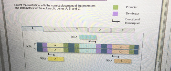 Solved Select the illustration with the correct placement of | Chegg.com