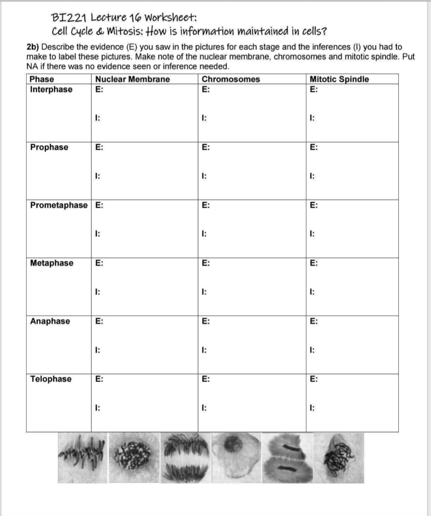 Solved BI221 Lecture 16 Worksheet: cell cycle \& mitosis: | Chegg.com