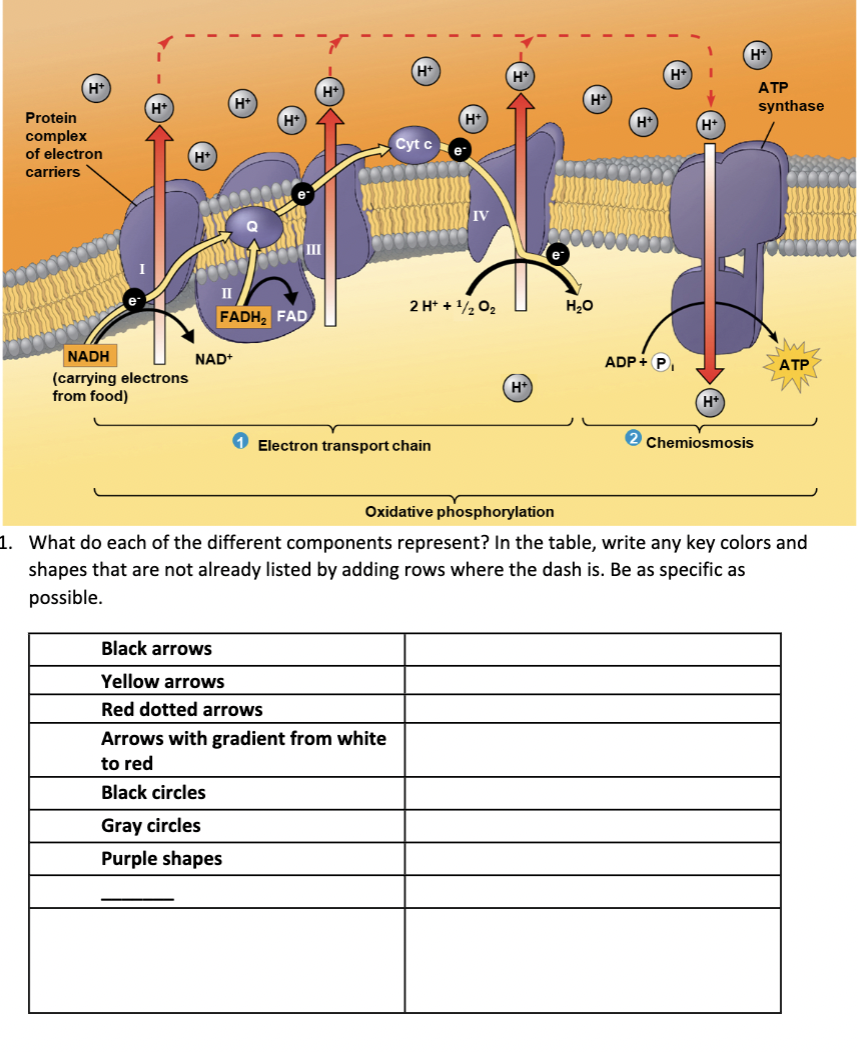 Solved Oxidative phosphorylationWhat do each of the | Chegg.com