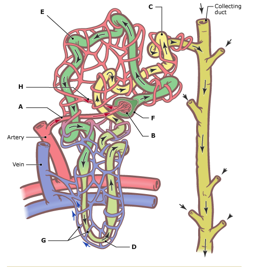 Solved nephron structurefigure labeldescriptioncomponent | Chegg.com