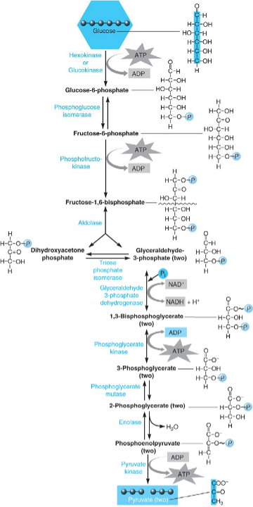Solved Sketch glycolysis, relying on the provided | Chegg.com