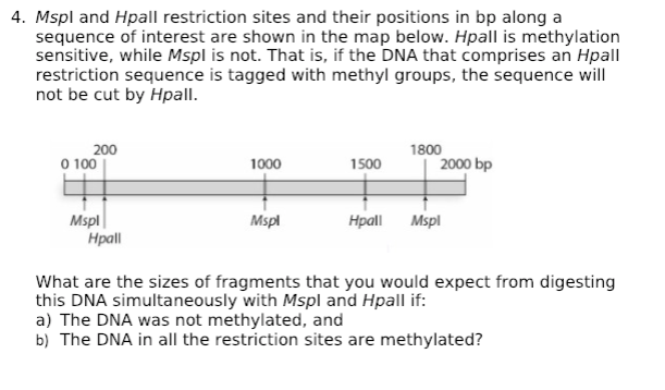 Solved 4. Mspl and Hpall restriction sites and their | Chegg.com