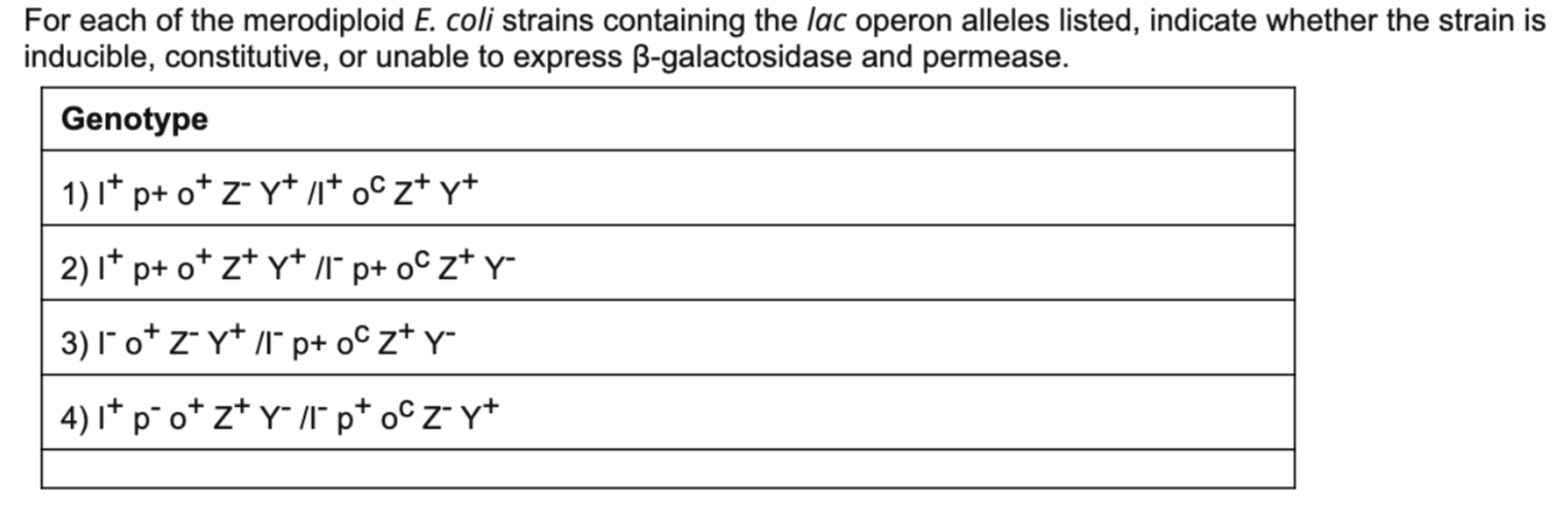 Solved For each of the merodiploid E. coli strains | Chegg.com