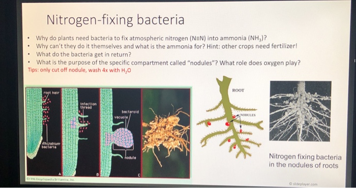 Solved Nitrogen-fixing bacteria Why do plants need bacteria | Chegg.com