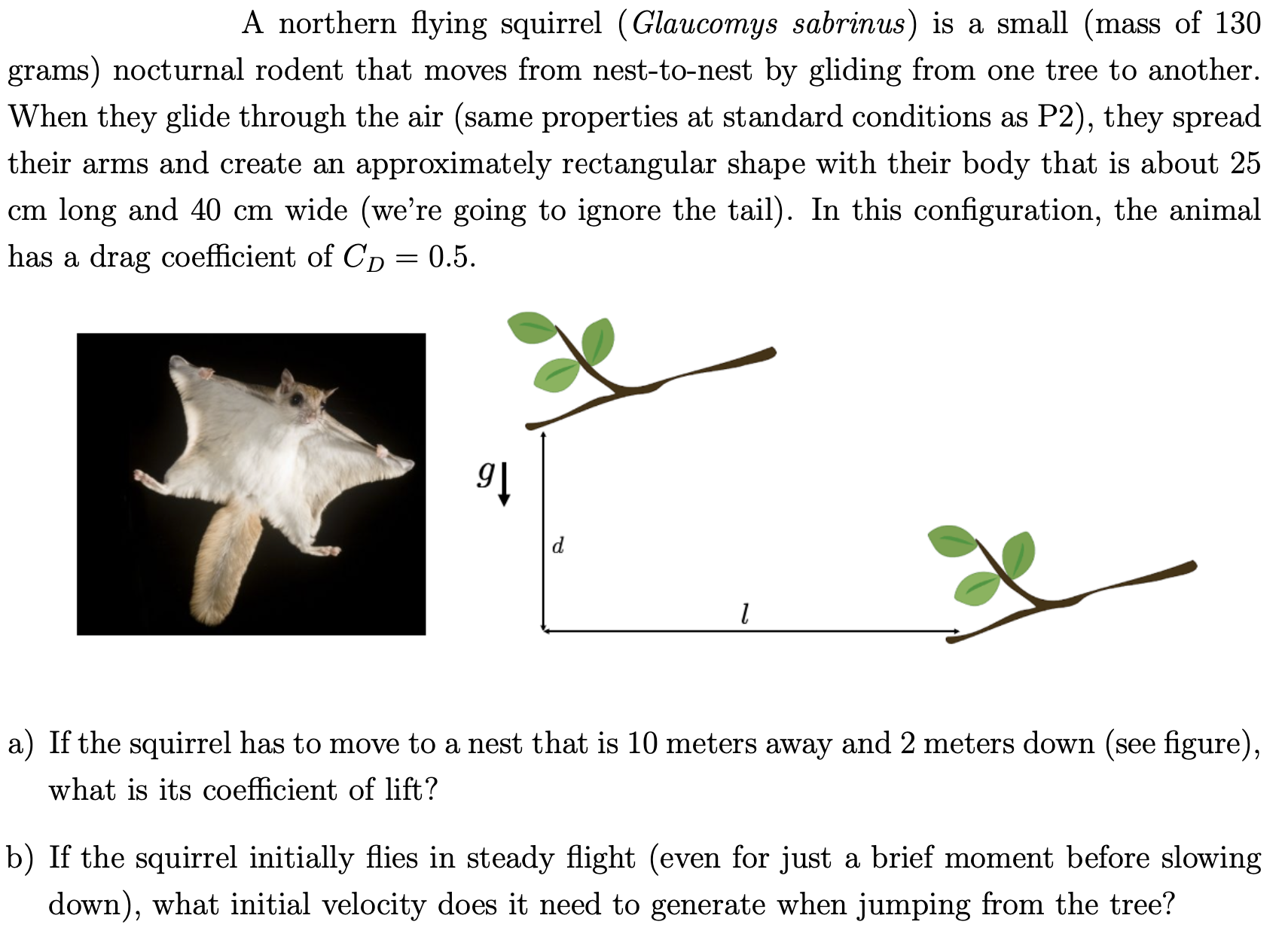 Solved A northern flying squirrel (Glaucomys sabrinus) is a | Chegg.com
