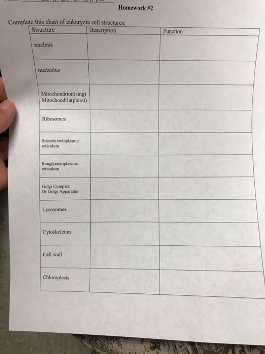 Cell Chart Of Functions And Structures