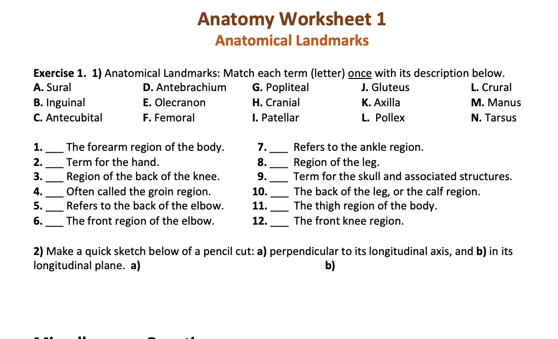 Anatomy Worksheet 1ONLY ANSWER #2Make a quick sketch | Chegg.com