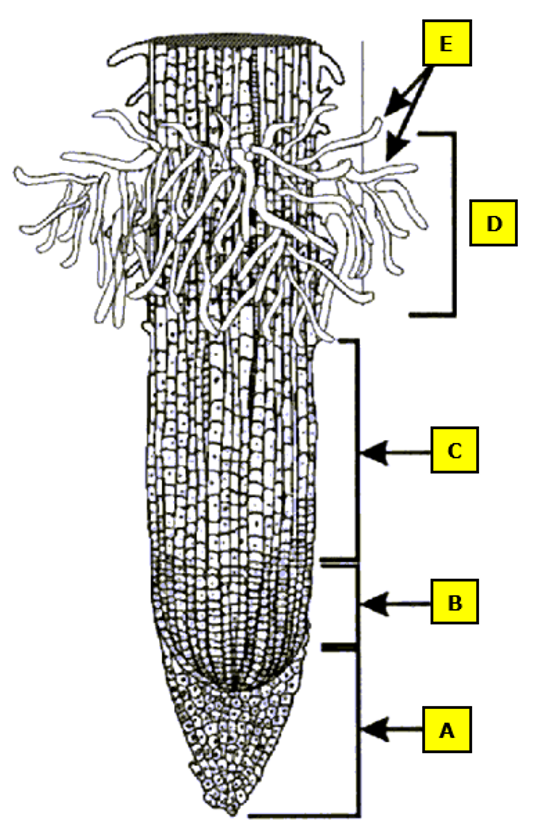 Solved A) The following figure represents a prepared slide | Chegg.com
