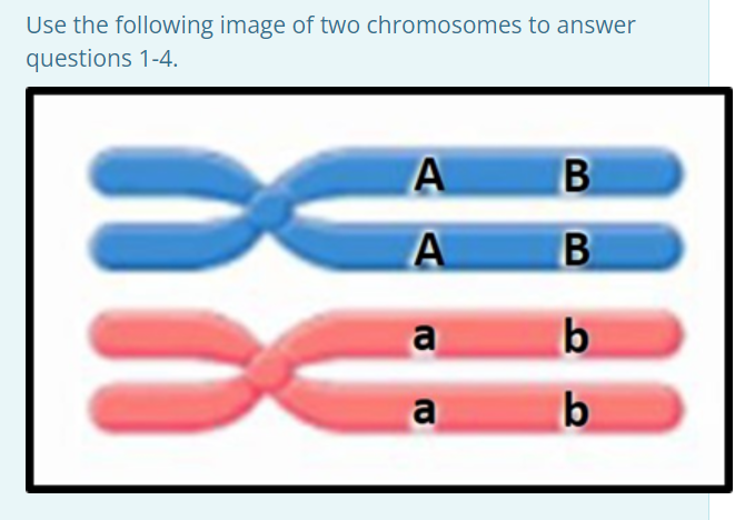 Solved The two chromosomes are replicated OR unreplicated. | Chegg.com