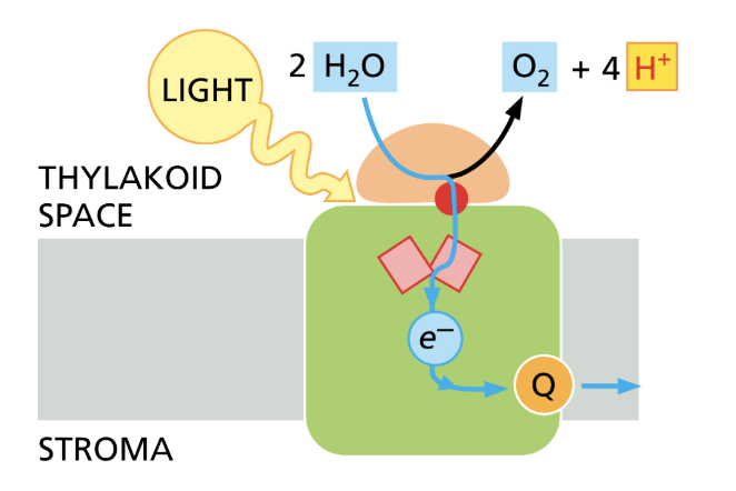 Solved Which photosystem is depicted in this simplified | Chegg.com