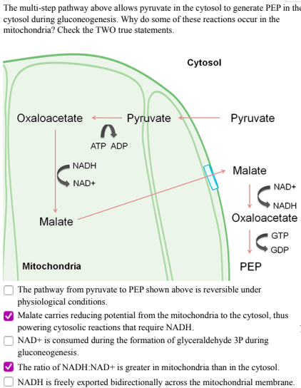 Solved The multi-step pathway above allows pyruvate in the | Chegg.com