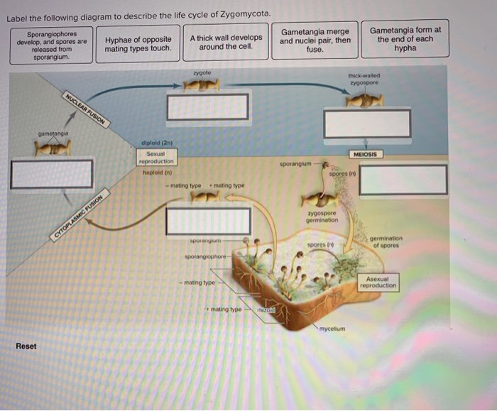 Solved Label the following diagram to describe the life | Chegg.com