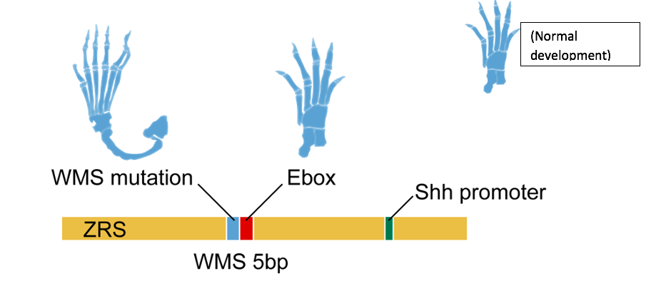 The sonic hedgehog gene (Shh) encodes a signal | Chegg.com