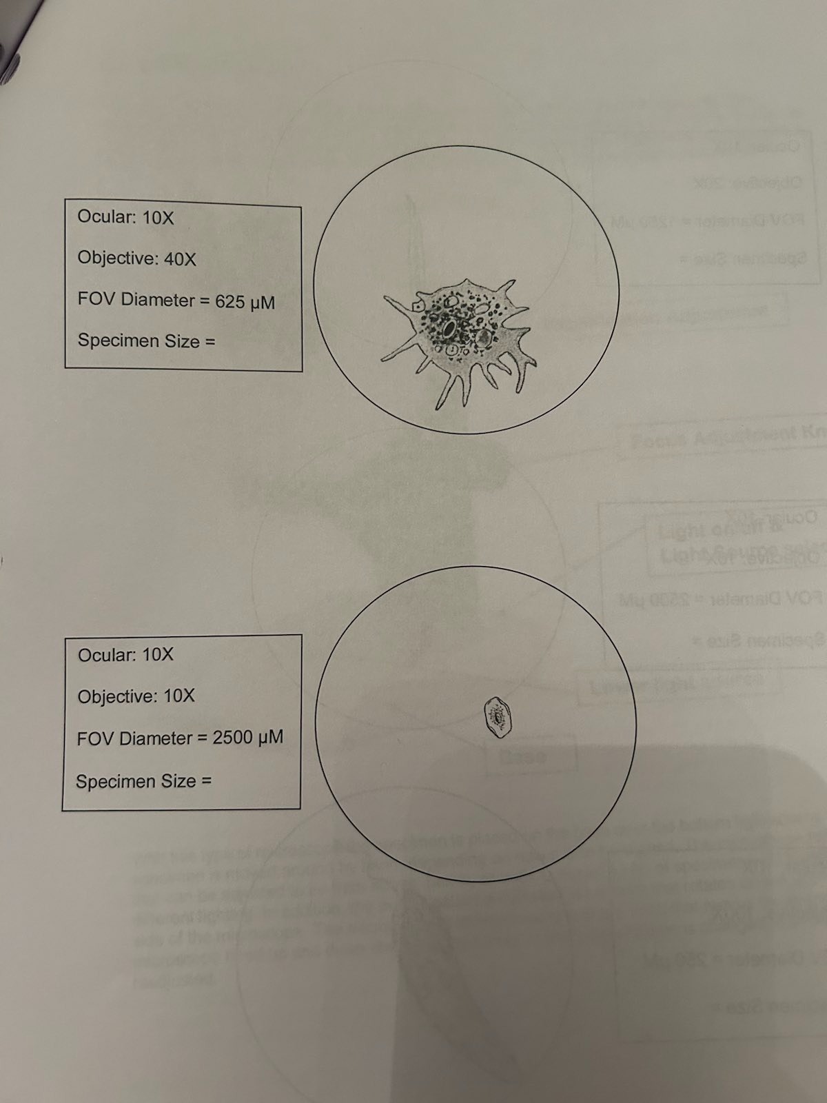 Solved Ocular: 10X Objective: 10X FOV Diameter =2500 muM | Chegg.com
