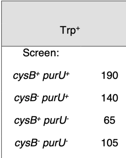 Solved Trpt Screen: cysB+ puru+ 190 cysB purU+ 140 cysB+ | Chegg.com