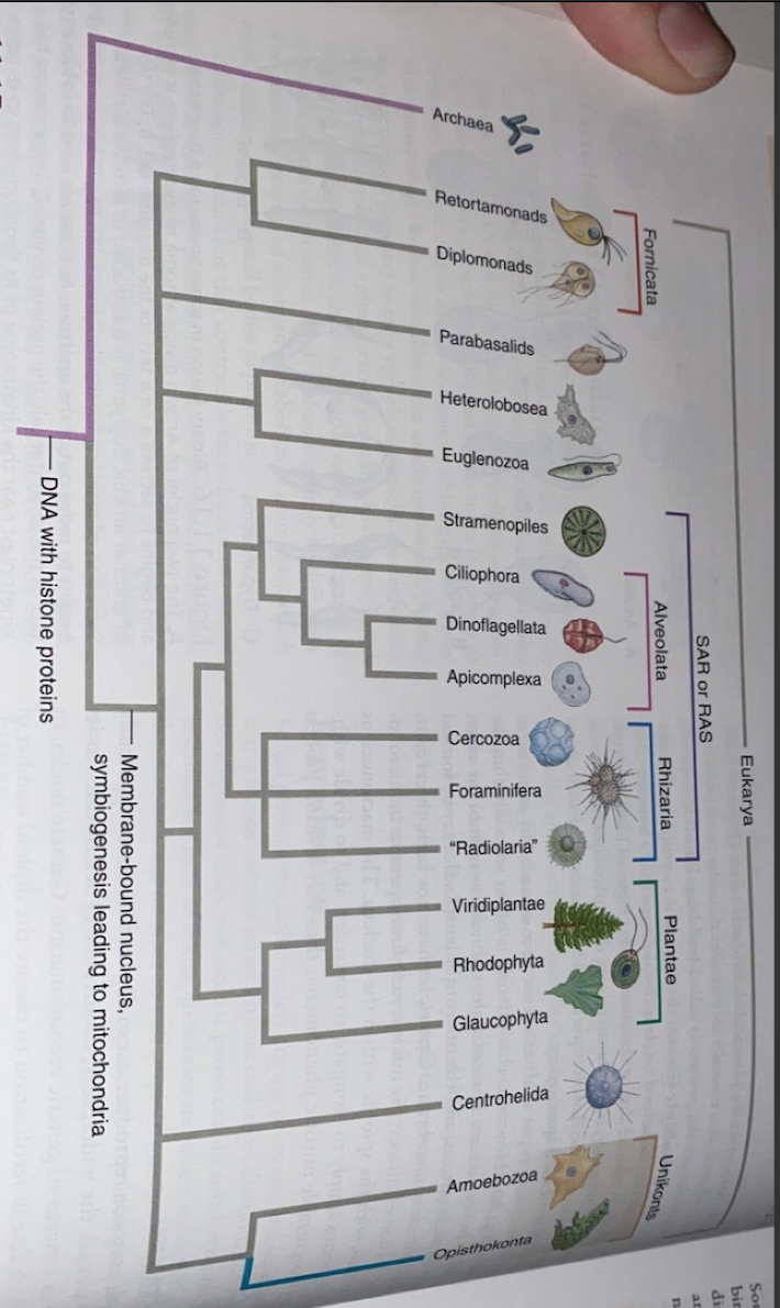 Solved Eukarya SAR or RAS Plantae Rhizaria Alveolata | Chegg.com
