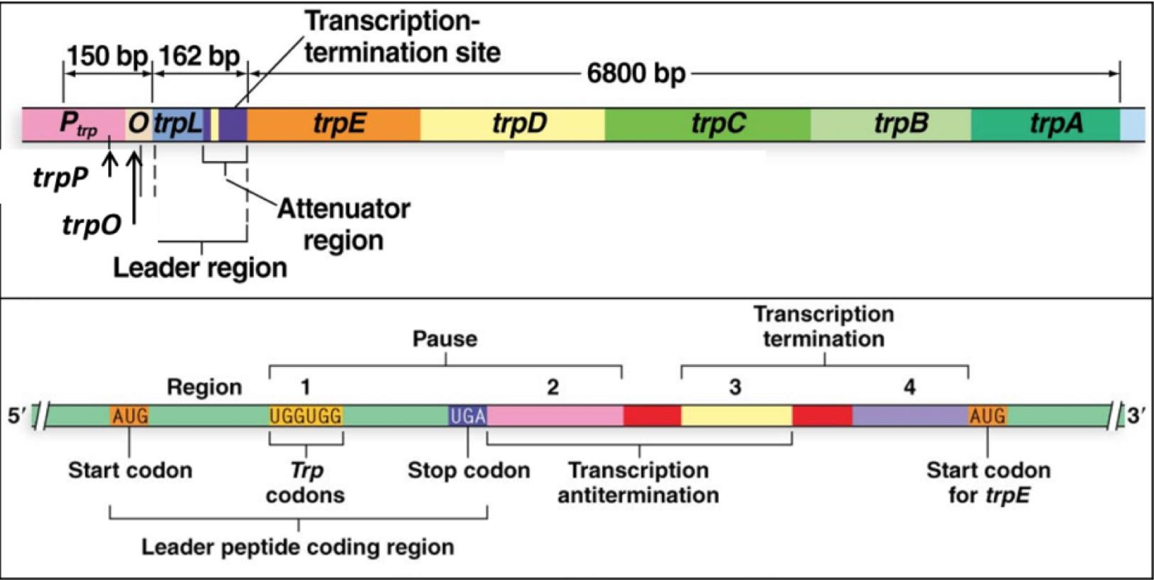 Solved Leader peptide coding region schematic of the trp | Chegg.com