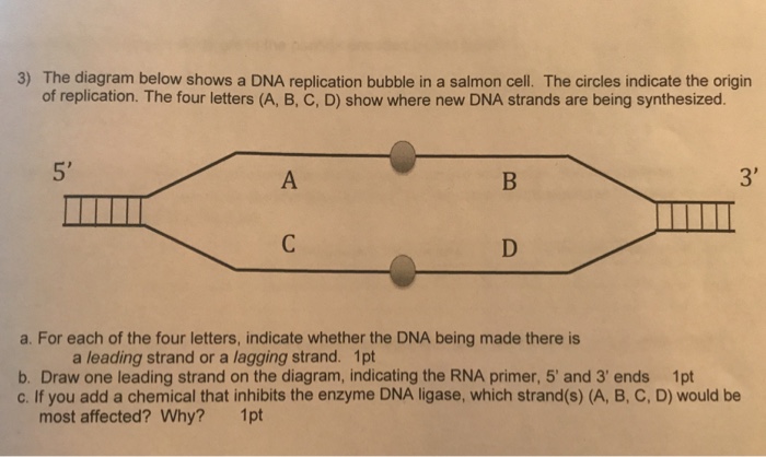 Solved 3) The diagram below shows a DNA replication bubble | Chegg.com