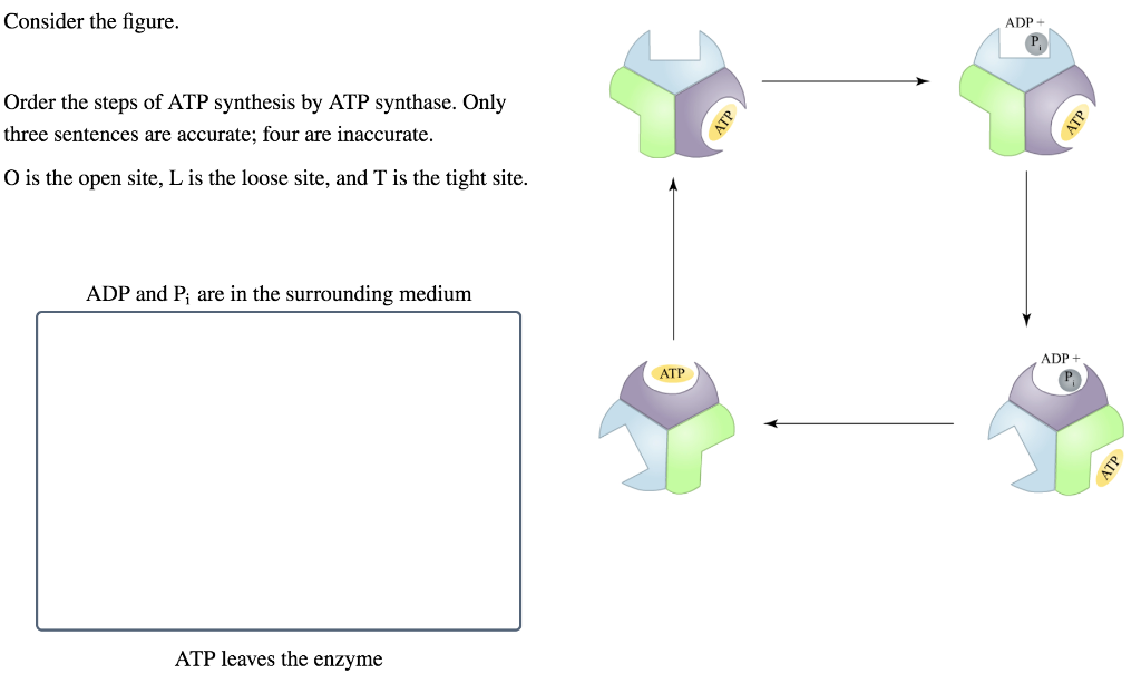 Solved Consider the figure. Order the steps of ATP synthesis | Chegg.com