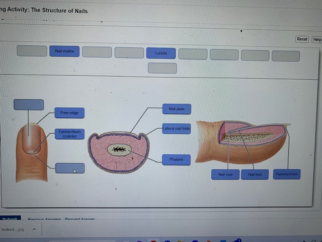 Solved please help with labeling figures. Directly label | Chegg.com