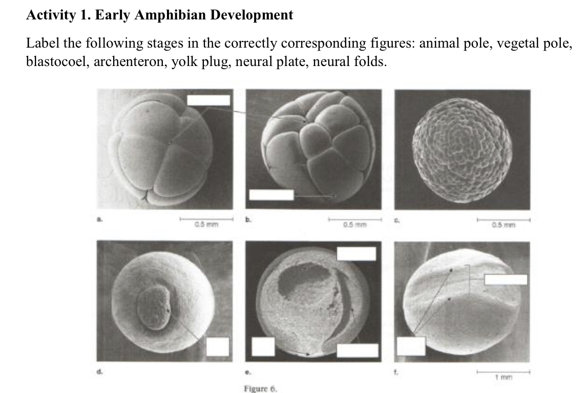 Solved Activity 1. Early Amphibian Development Label the | Chegg.com