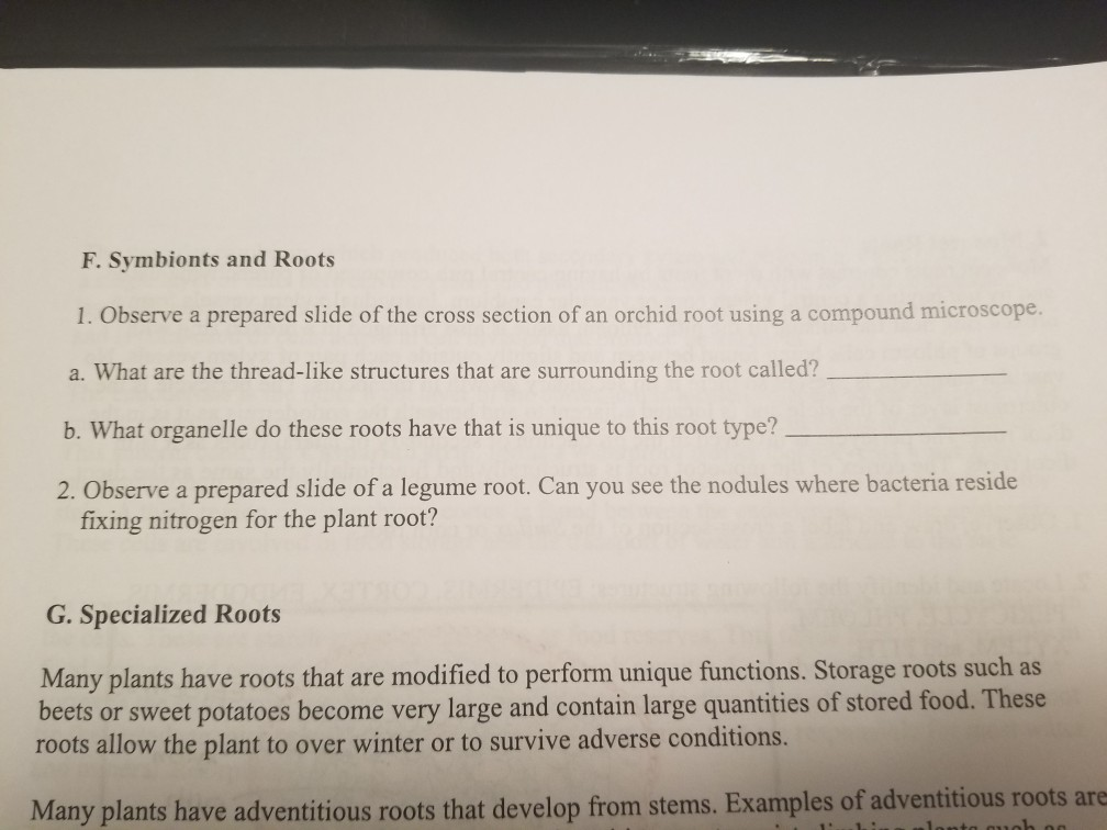 Solved F. Symbionts and Roots 1. Observe a prepared slide of | Chegg.com
