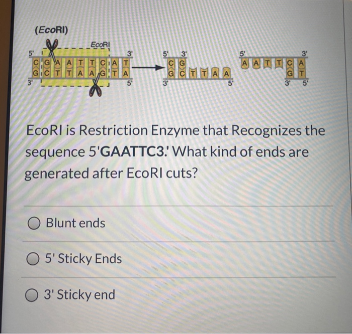 Solved (EcoRI) - ECOR! BRAIDEAL CGA A T T CIA GIC TTA AGT É | Chegg.com