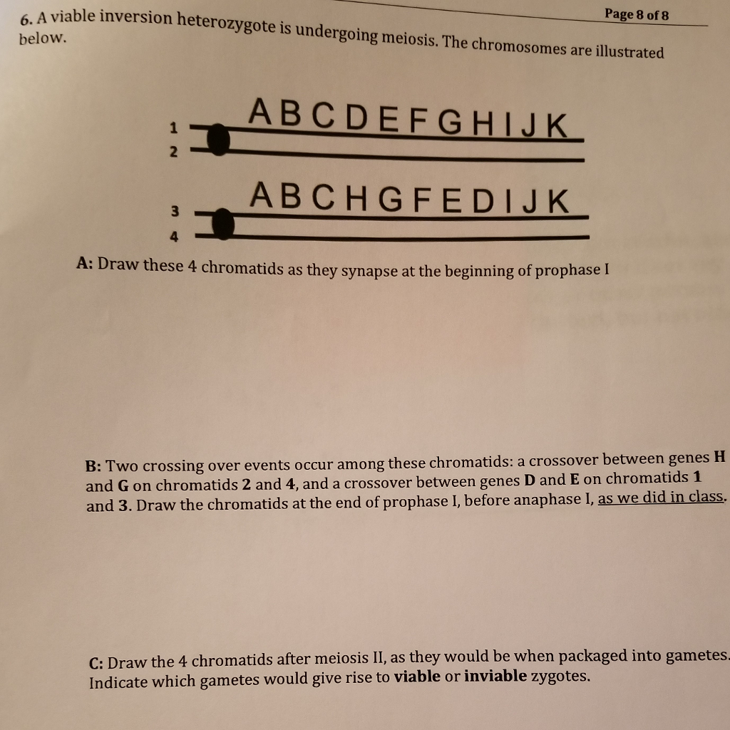Solved iable Page 8 of 8 inversion heterozygote is | Chegg.com